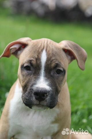 Шикарный мальчик Амстафф