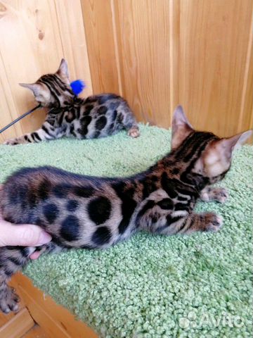 Нарядный красавец