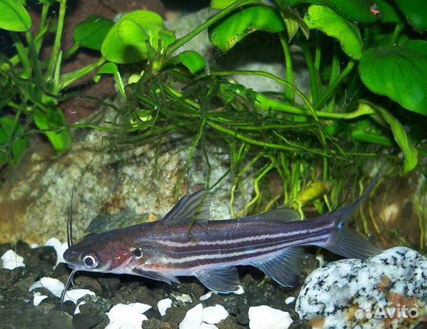 Аквариумные рыбки