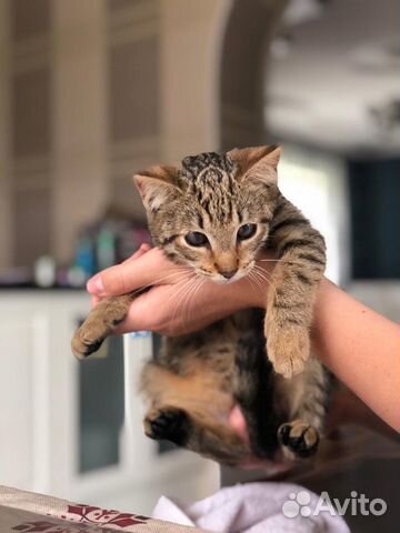 Котенок девочка