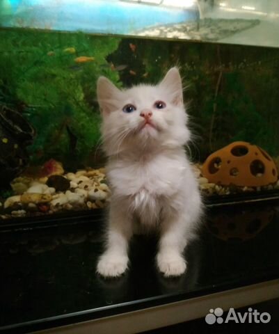 Котята (4 штуки)