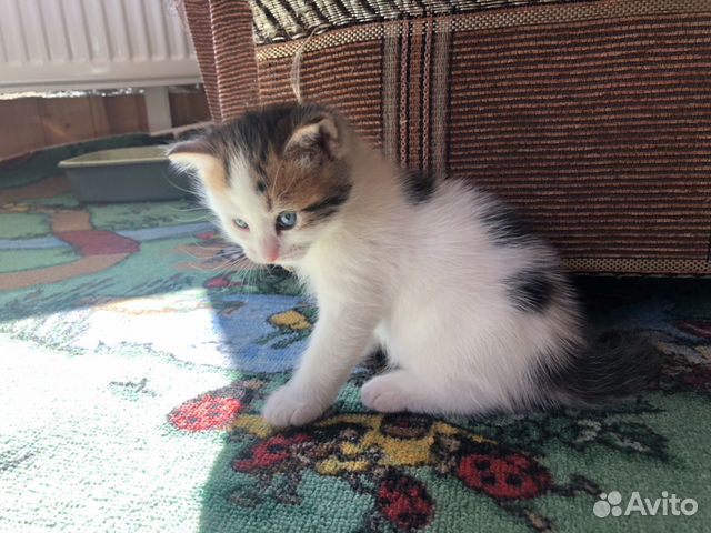 Котёнок белый девочка
