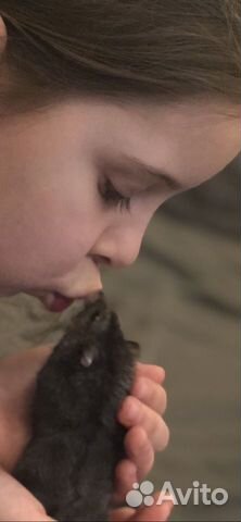 Черная девочка джунгарик