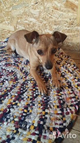 Отдадим собаку в хорошие руки