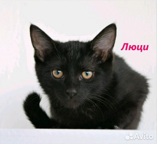 Котёнок девочка Люци ещет дом