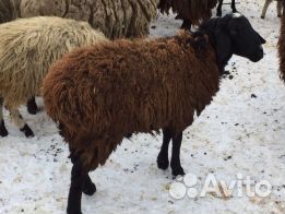 Котные овцематки