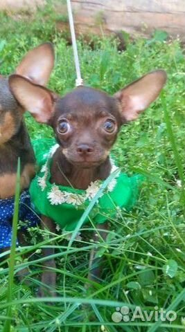 Девочка шоколадочка