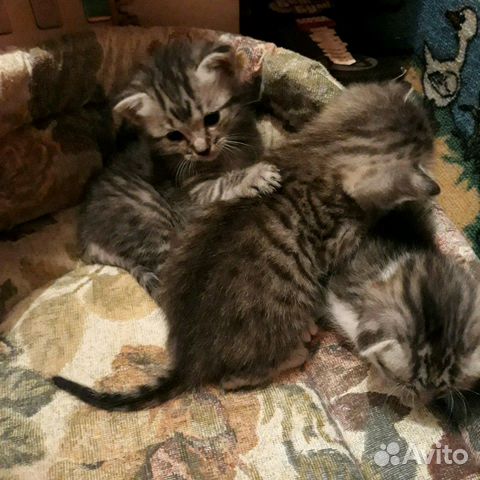 Котята шотланки