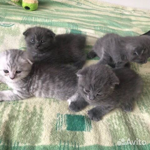 Чистокровные шотландцы