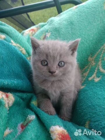 Шотландский чистокровный котёнок