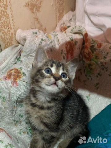 Котята в дар