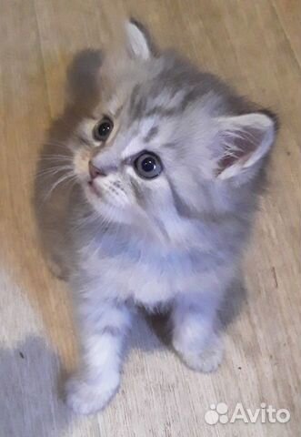 Котята породистые бесплатно, приученные к лотку