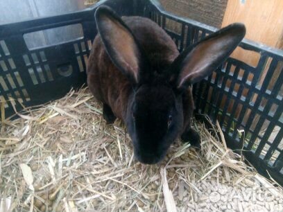 Самка кролика Рекс