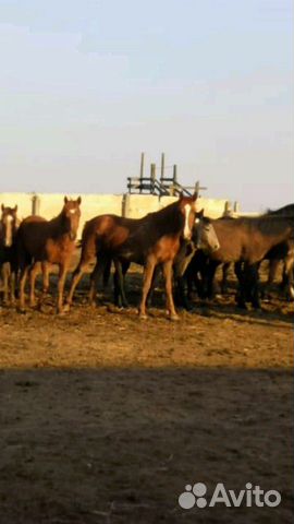 Продаю жеребята полтарашки