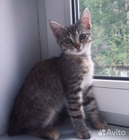 Малышка Тайга, 3 месяца