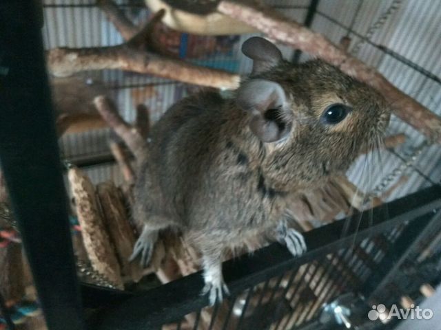 Дегу самец в хорошие руки