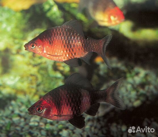 Рыбы аквариумные