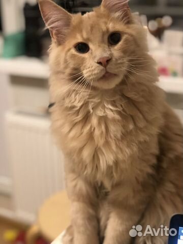 Отдам породистого мейкуна