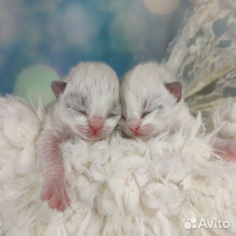 Новый помет котят рэгдолл