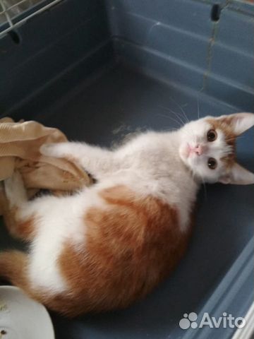 Солнечный котенок Рыжик