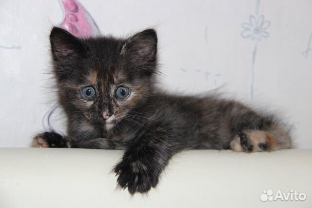 Котенок-кошечка 1, 5 мес