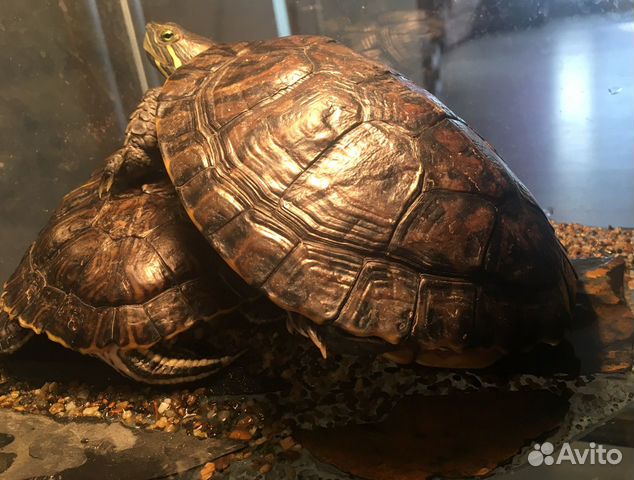 Красноухие черепахи