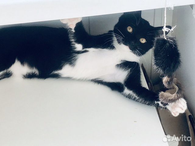 Котёнок Симба ищет дом в дар
