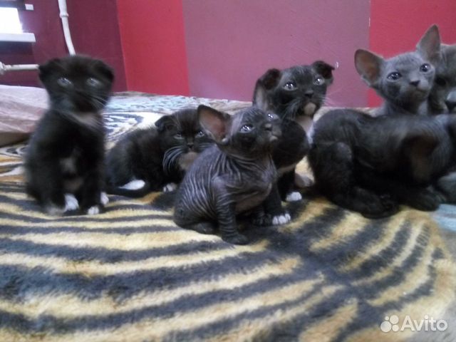 Котята сфинкса