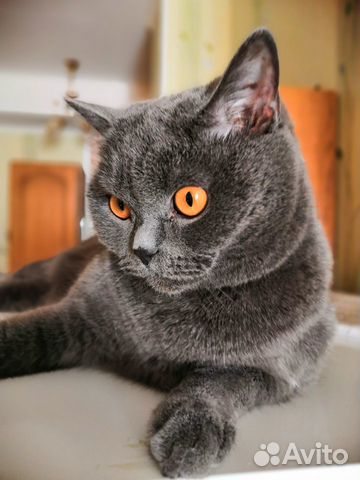 Кот Леопольд (Британец) отдам в хорошие руки