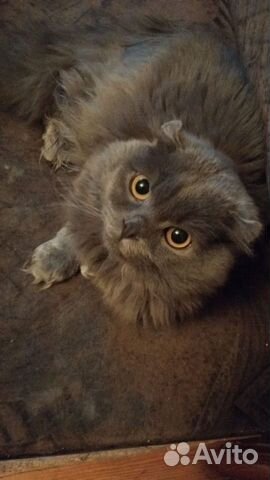 Котёнок