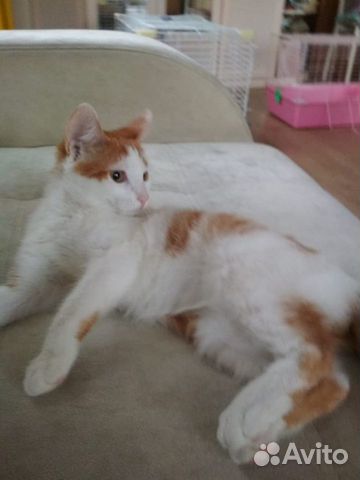 Солнечный котенок Рыжик