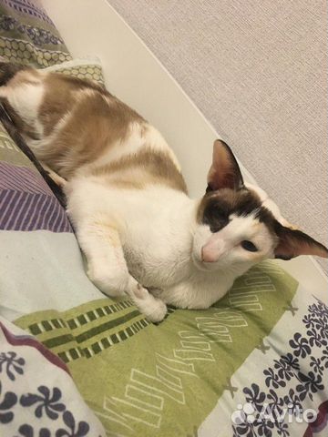 Кошечка ориентал