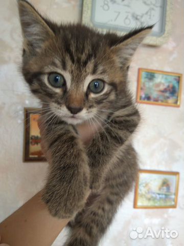 Котенок с кисточками