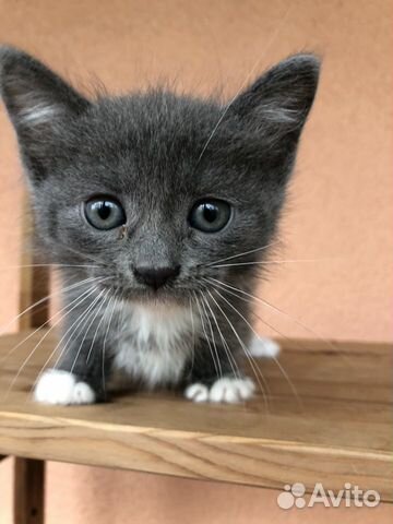 Голубок котёнок (бесплатно)
