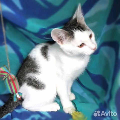 Котята в дар