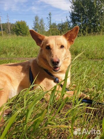 Рыжая собака красавица Перси ищет дом