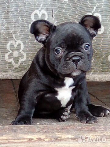 Детки французики