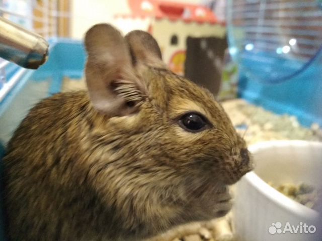 Дегу две девочки