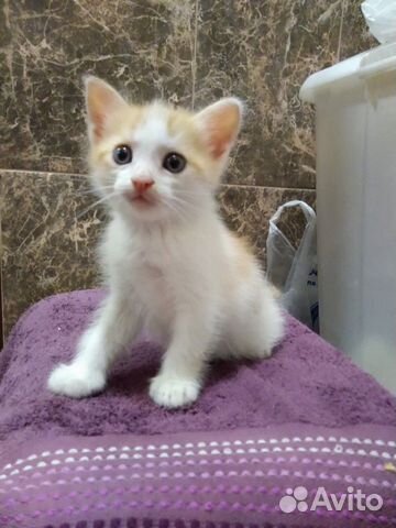 Котенок "Рыжик"