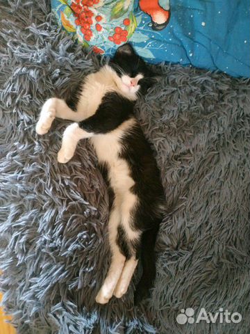Котенок