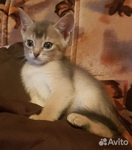 Аби солнышки