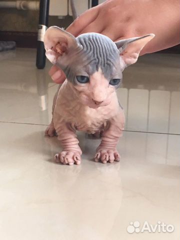 Шикарный котенок двэльф