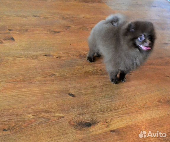 Шоколадный мальчик /chocolate boy (pomeranian)