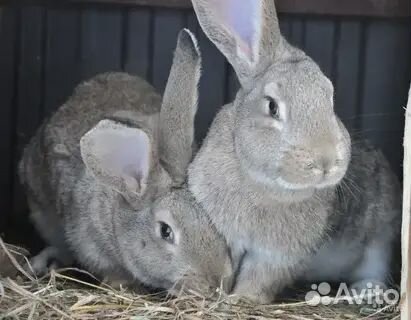 Кролики и утята