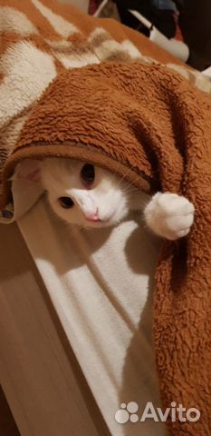 Отдам в хорошие руки кошку