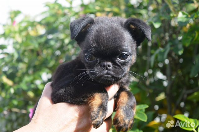 Мальчик брабансончик