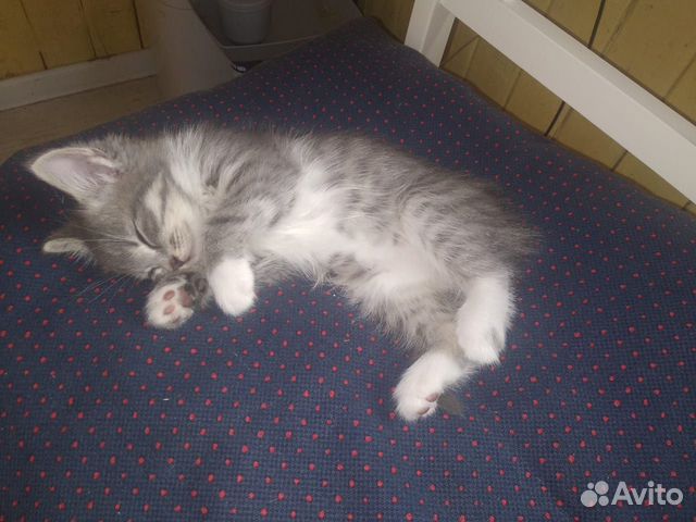 Маленький пушистый тигренок