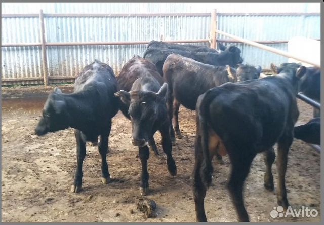 Телята, бычки для дальнейшего быстрого откорма