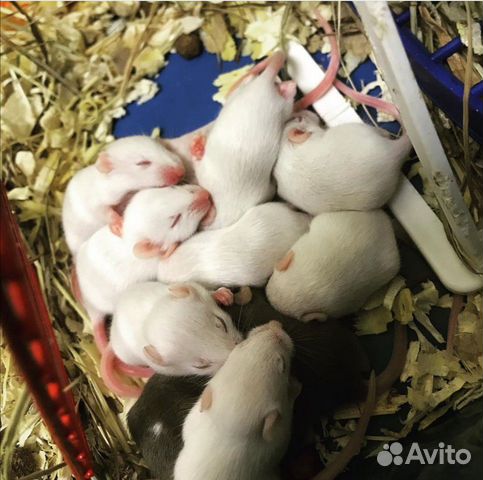 Отдаю симпатичных мышат