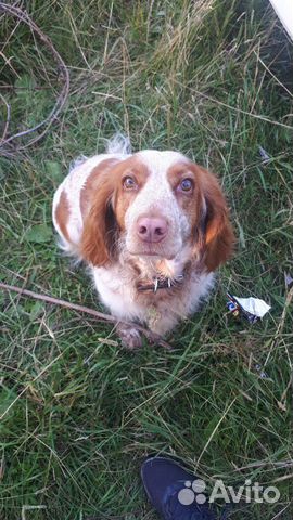 Нужен кобель для вязки. Русский спаниель